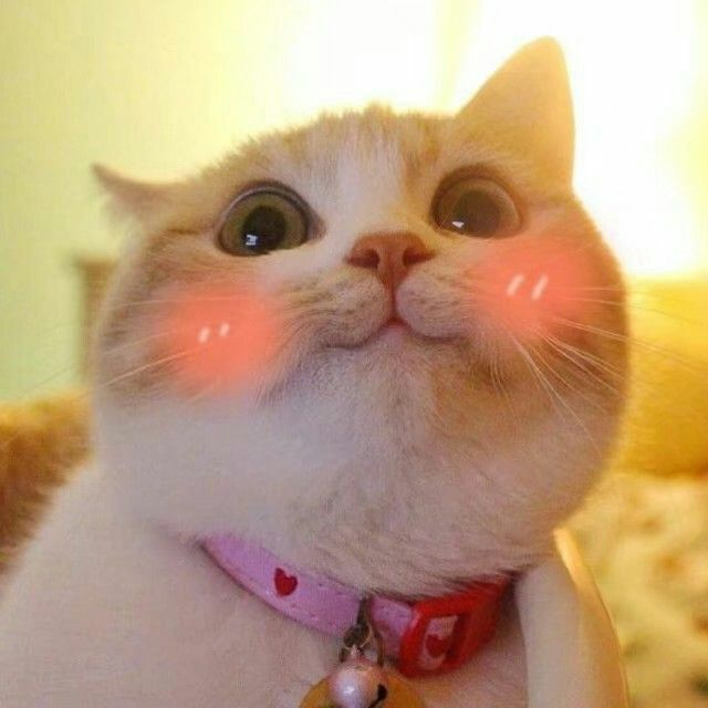 萌萌哒的夤夜 