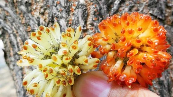 构树果子落满地,农村小孩抢着吃,有点像红毛丹,吃过的举手