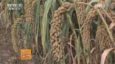 [农广天地]谷子全程机械化生产技术 20170327