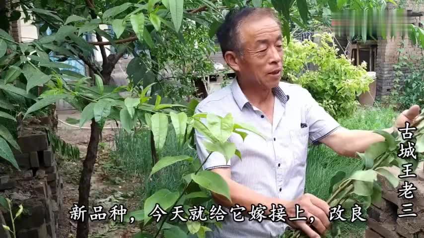 果农大叔现场演示梨树芽接技术,这样嫁接后一棵树长两个品种的梨