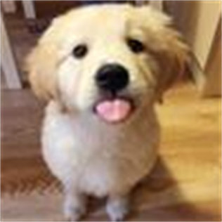 美大拿家的呲牙汪 