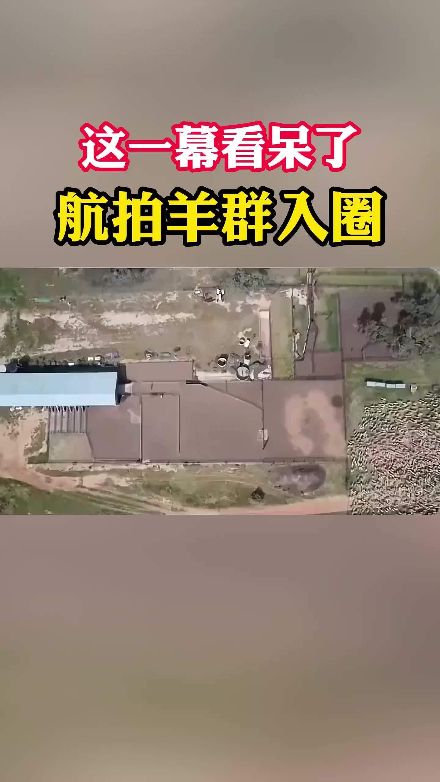 这一幕看呆了,航拍羊群入圈