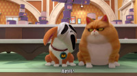 飞狗MOCO之宠物店的小秘密:让猫如此配合是要付出这么大代价