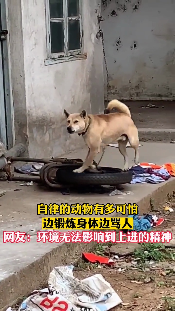 自律的动物有多可怕,边锻炼身体边骂人。网友:环境无法影响到上进的...