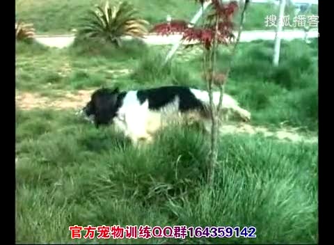 如何训练狗狗固定地点大小便简单方法