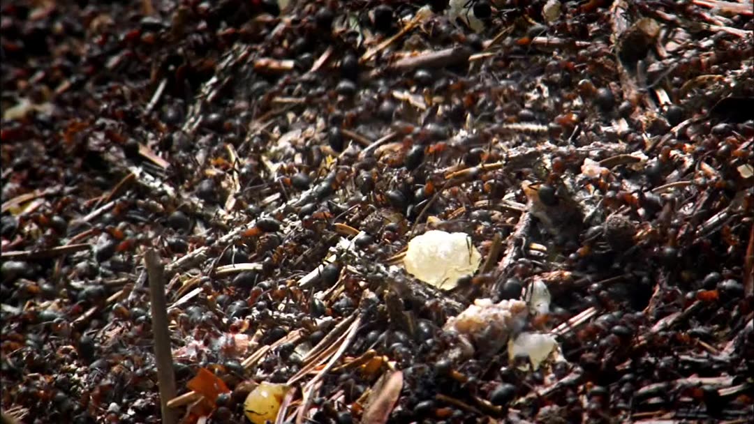 【纪录片】蚂蚁国 大自然的秘密强邦-ANTS !(2004)