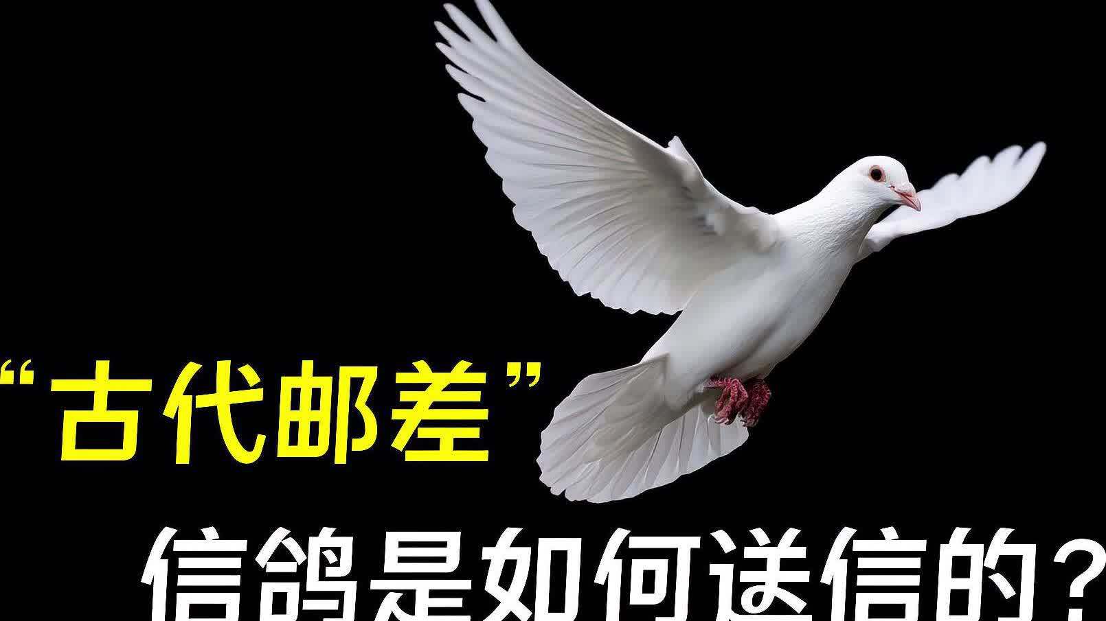“飞鸽传书”是真是假?信鸽是怎么知道,自己的信是送去哪儿的?