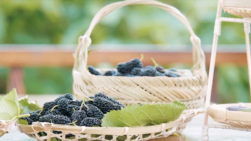 桑葚熟了,泡酒正当时,做法简单,滋补又好喝,喜欢的来学