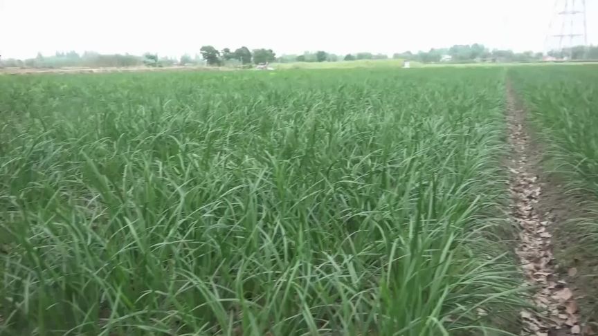 合肥庐江县同大镇韭菜滞销 菜农:要么赔本卖要么烂地里