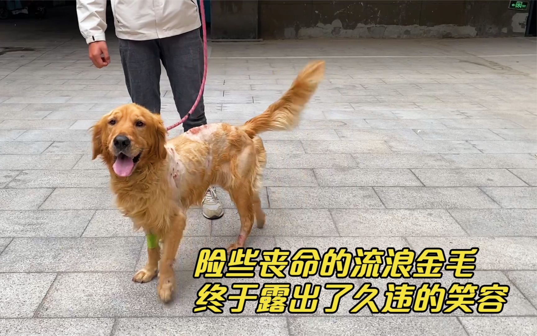 皮肤溃烂流脓的狗狗,经过不懈的治疗基本痊愈,千辛万苦终获新生