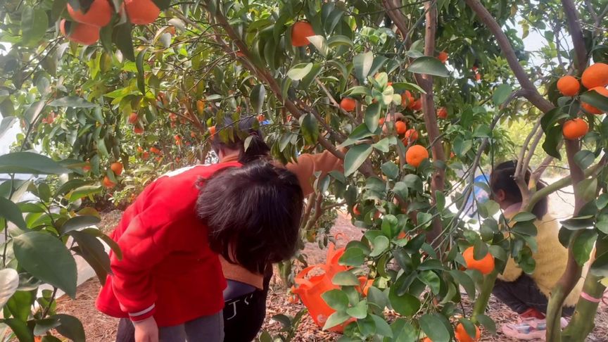 快乐的周末活动 上午遇龙河散步,中餐阳光饺子 下午果园采摘