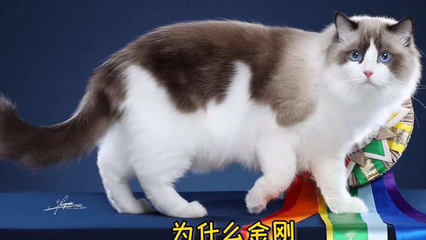 布偶猫的品种标准,学到就是赚到#布偶猫 #赛级猫 #喵星人