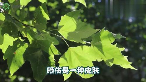 皮肤晒伤怎么办?