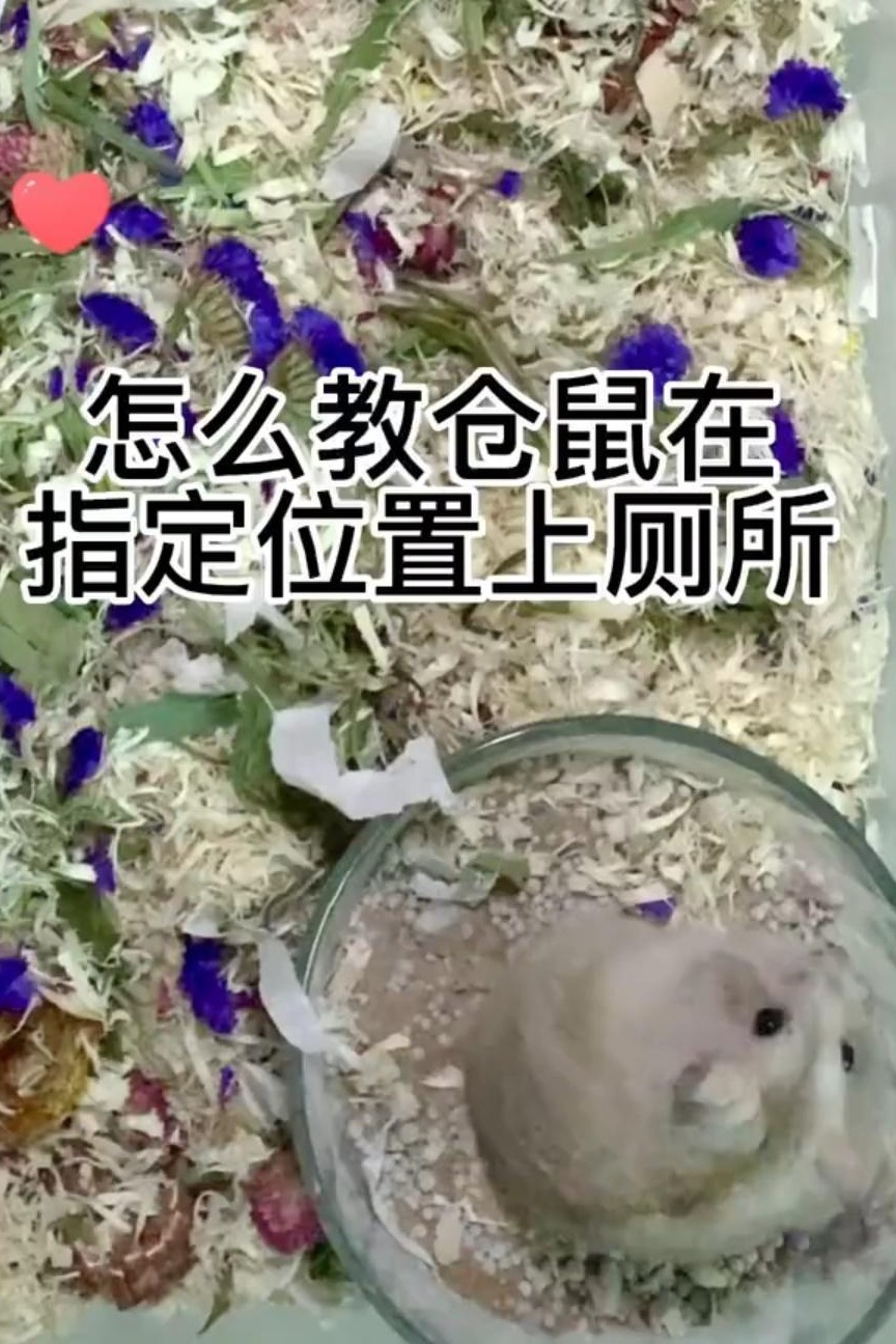 怎么教仓鼠在指定位置上厕所?