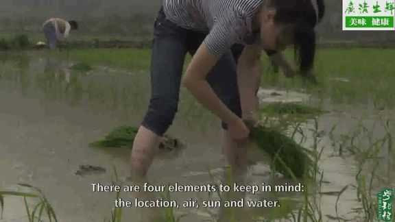 广西农村有机水稻种植