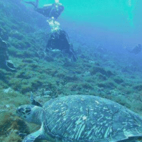 巷尾梧桐 