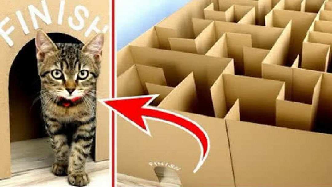 小伙子用50个纸皮箱,为小猫设计巨大迷宫,猫咪能挑战成功吗?