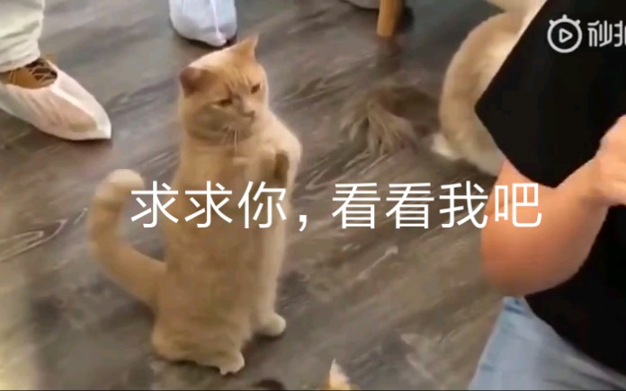 蹲着挺难受的,看看我吧(⋟﹏⋞)