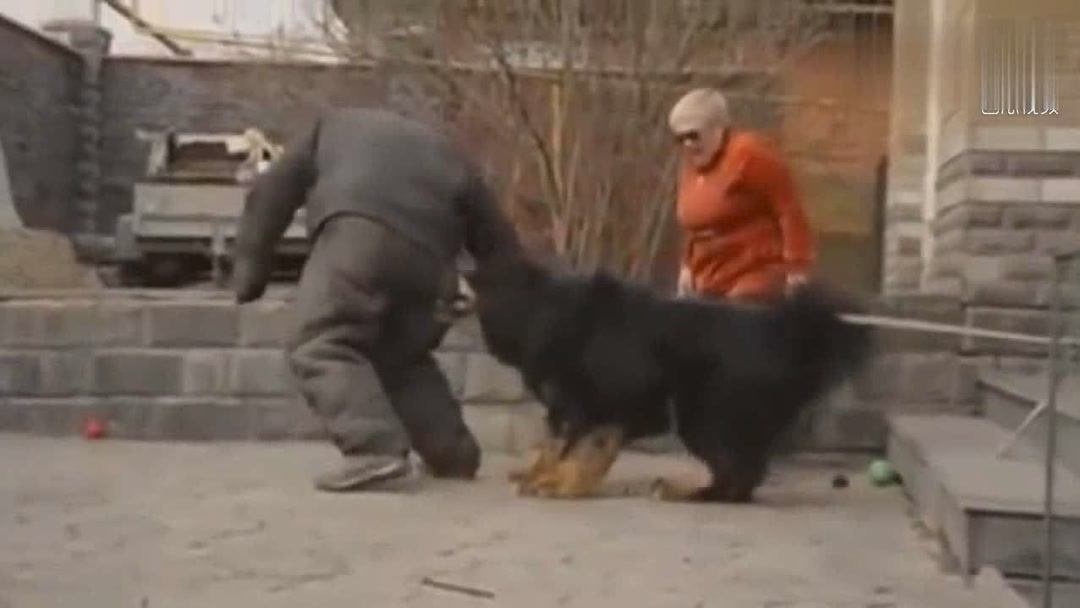 藏獒到底多凶猛看看这个视频吧!