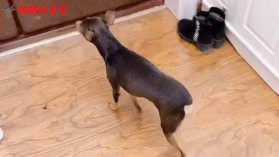 小狗狗生气了,你咋搞的呀,怎么回事呢
