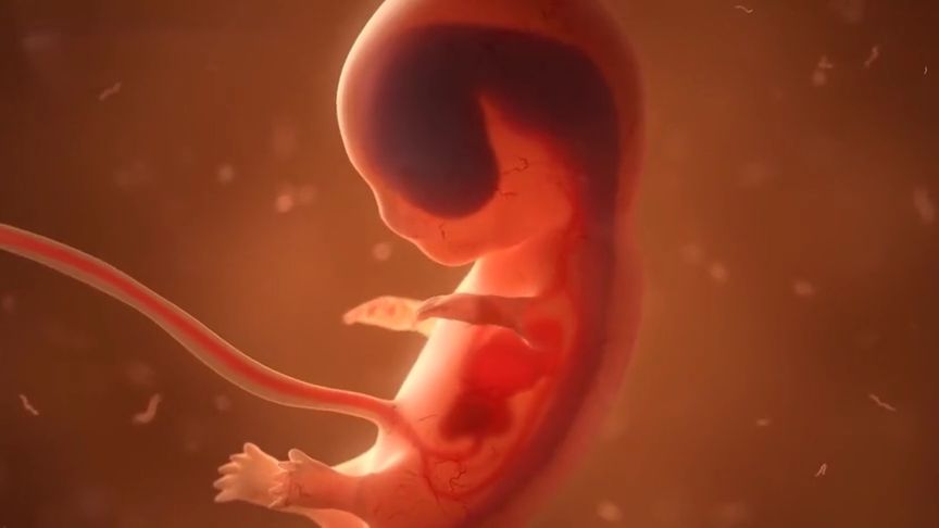 生命简直太神奇了,3D动画:婴儿的诞生全过程
