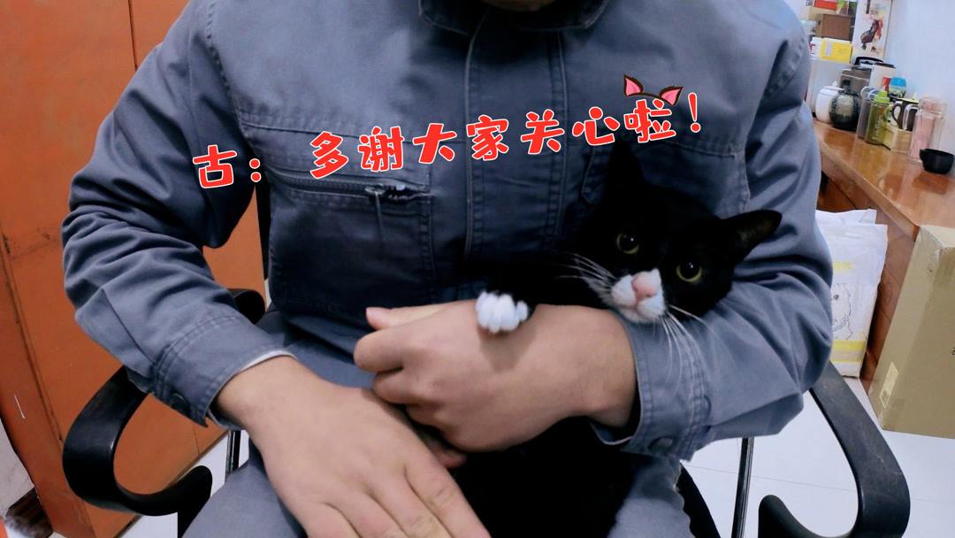 突然病发的猫咪,经过几天时间治疗,总算好转不少了