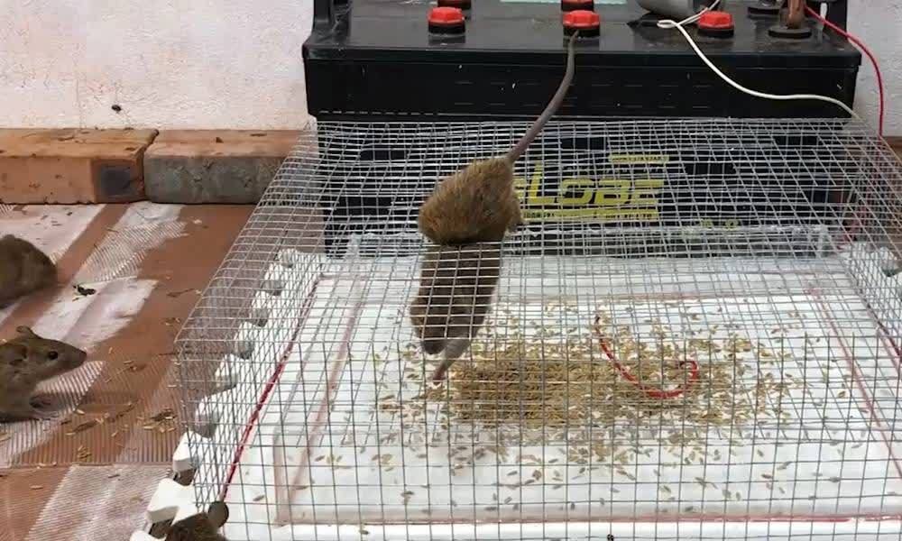 小伙自制电捕鼠器,老鼠被电时,就像被瞬间点了穴道,尾巴都直了