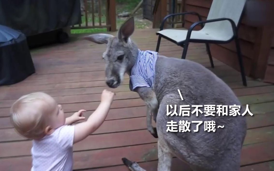 在澳大利亚迷路了?骑着袋鼠宝宝回家吧~