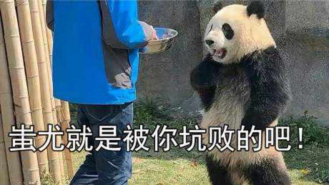 猛兽or萌兽,一个视频了解国宝大熊猫的前世今生
