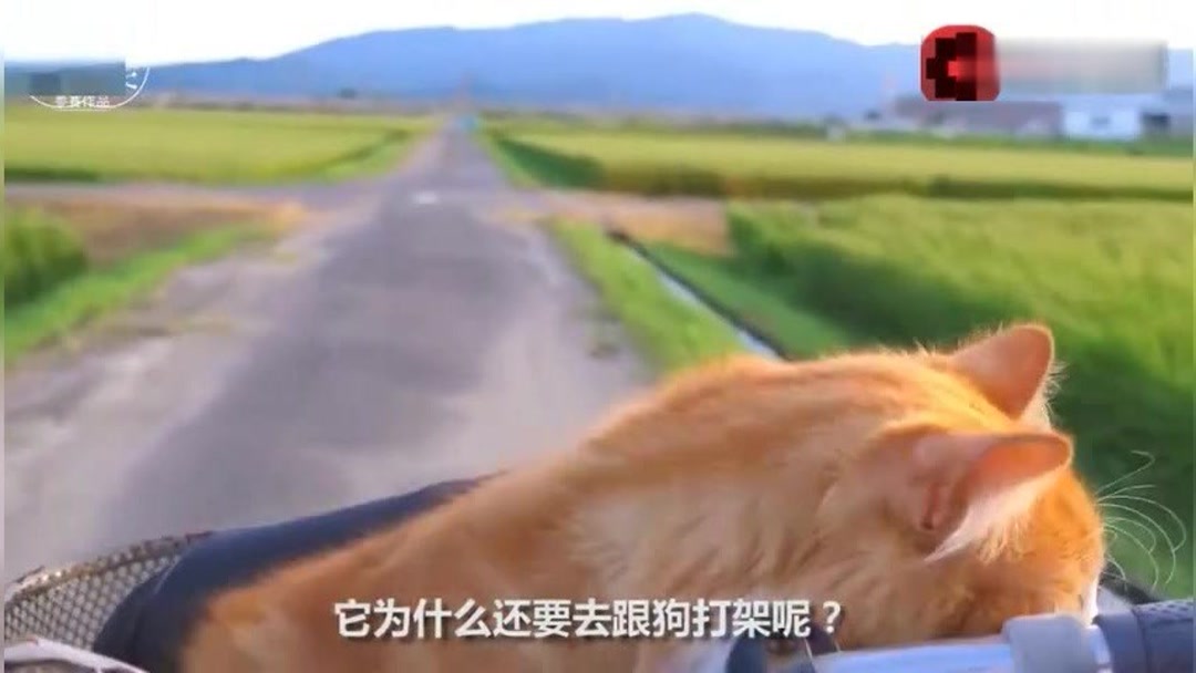 世纪罕见!猞猁杀死一只成年藏獒,犬科在猫科面前真是不堪一击!