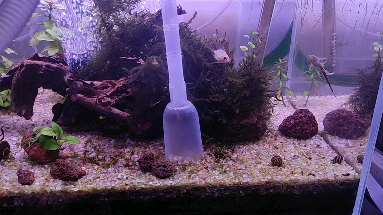 水草叶子上都是黑壳虾的便便,还有好多落叶,换水清理。