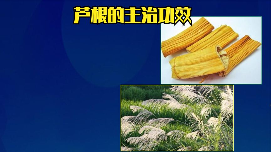 2021执业药师资格考试-中药学专业知识二-芦根的主治功效