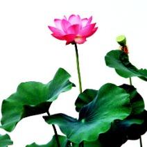 浪花公 