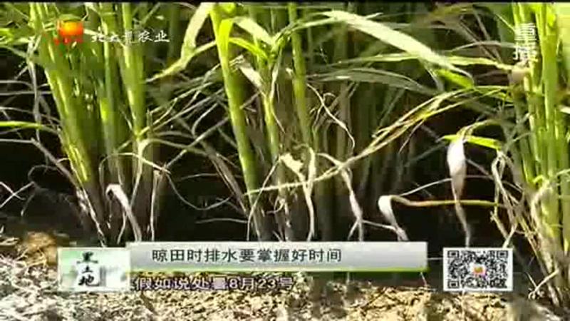 水稻排水什时候最合适