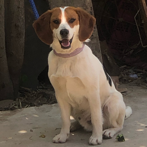 比格强的乡村生活 