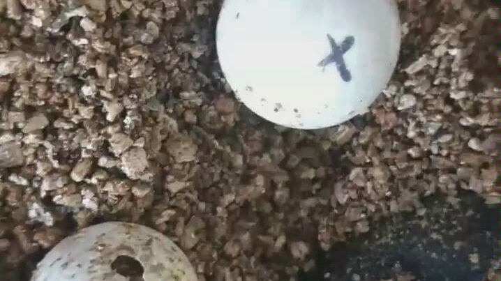 纯佛受精蛋开箱,哈哈哈