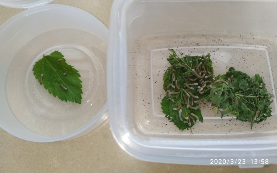 【养蚕日记】换桑叶