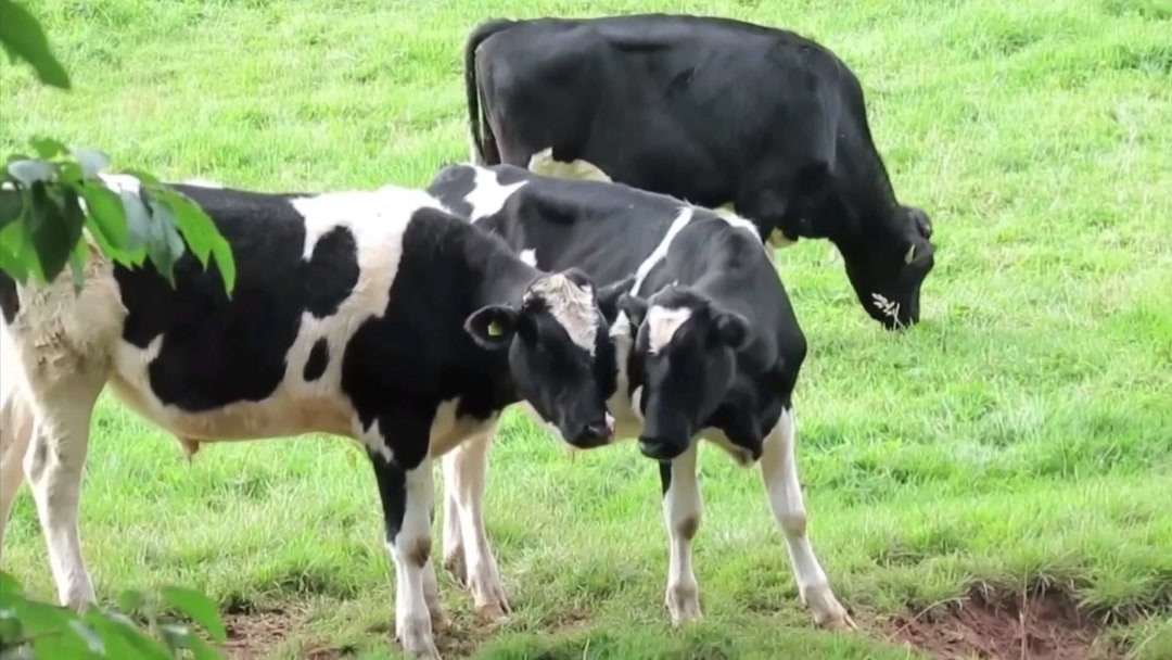 丛林动物世界 第10集 认识奶牛