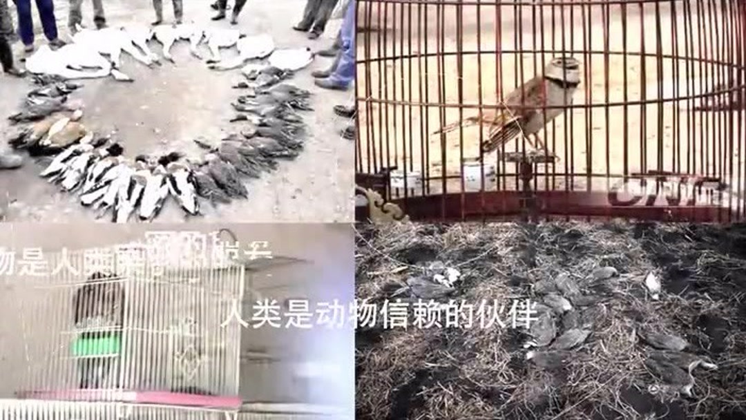 保护动物宣传片