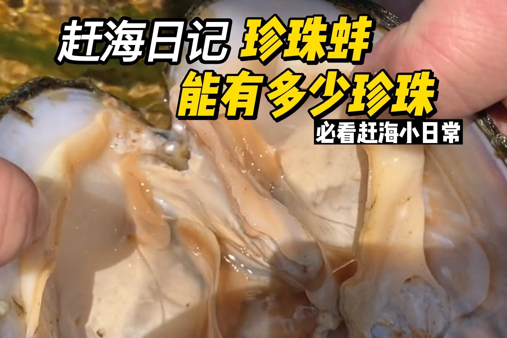 珍珠蚌里还有未发芽的珍珠?这可惜了!