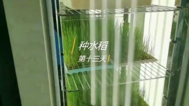 不误正业的人种水稻 抛秧