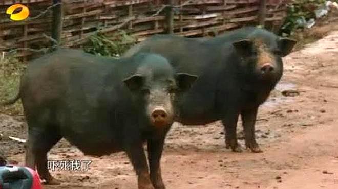 富家女进农村,竟被农村放养的猪吓哭,网友:太矫情了