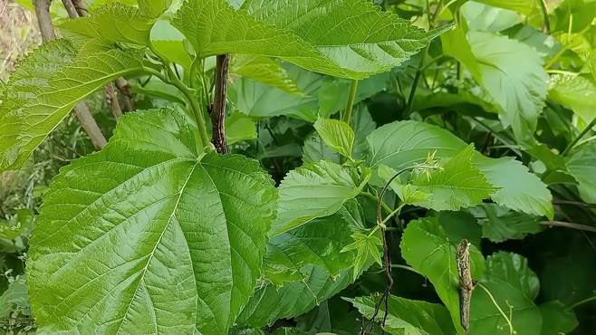 桑叶又叫“神仙叶”,煮水作用厉害了,你了解这种植物吗?