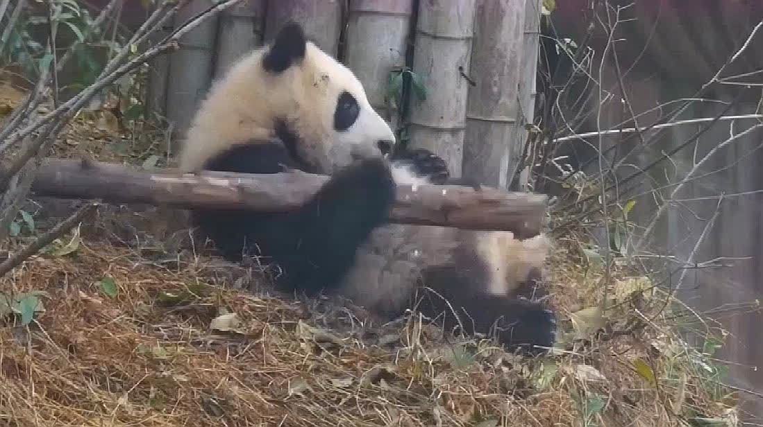 熊孩子,你拽这么长的木棍是想搭梯子出逃吗