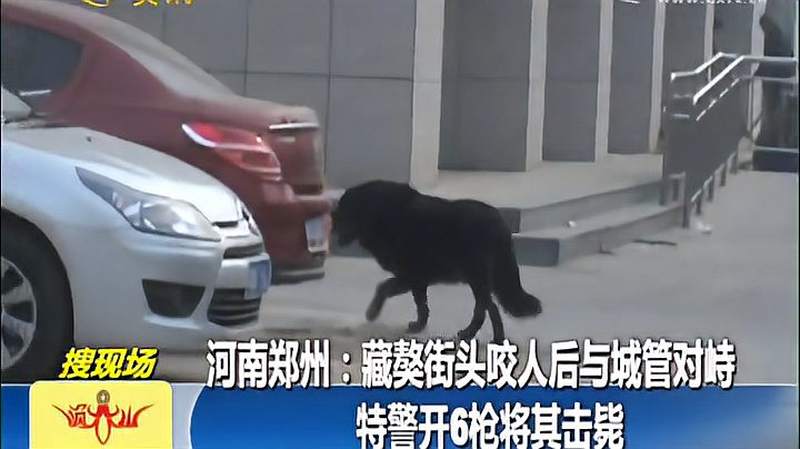 藏獒突然失控,咬伤3人后四处闲逛,特警果断将其处置