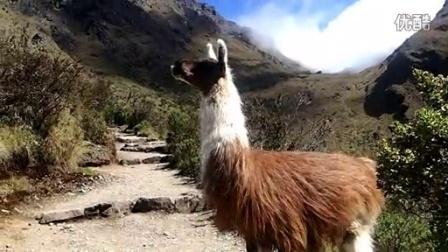 Inca trail llama