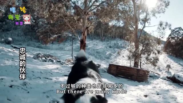 世界上最厉害的狗