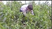 秋季辣椒种植_辣椒种植管理技术