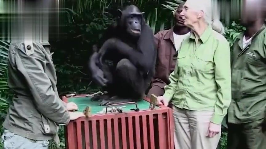 动物寿命排行榜:乌龟仅排第四,第一名甚至能“返老还童”!