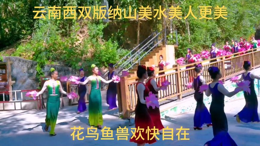 美丽的云南西双版纳原始森林是山美水美人更美,花鸟鱼兽美不胜收